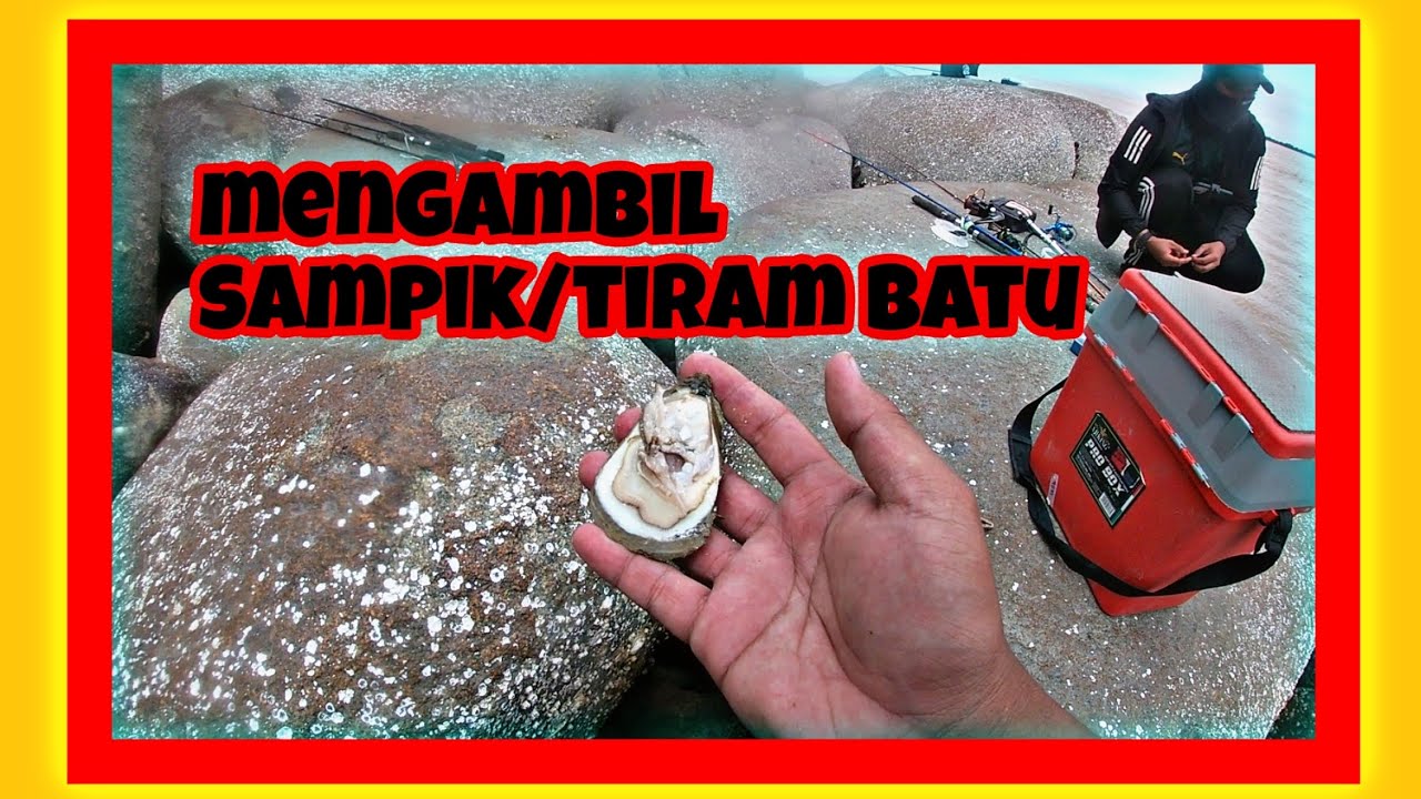 MENGAMBIL SAMPIK / TIRAM DI TRISO LAUT - YouTube