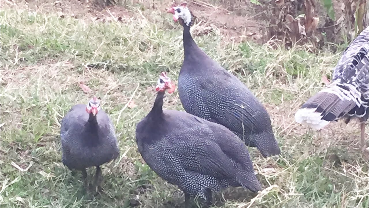 INKANGA/GUINEA FOWLS/PINTADES - YouTube