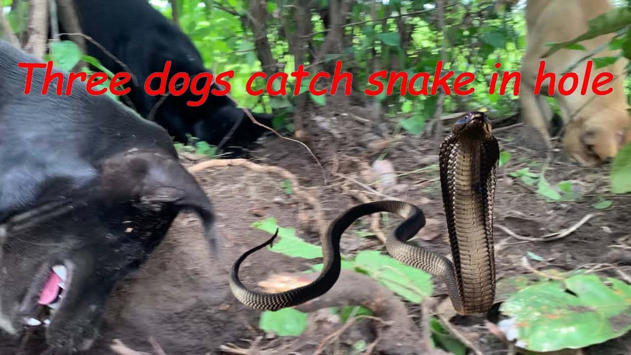 three dogs attack cobra , king cobra vs three dogs - YouTube