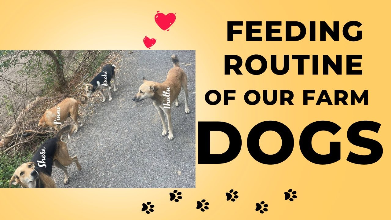 What our farm dogs eat in a day 🐕 ||MUST WATCH || - YouTube
