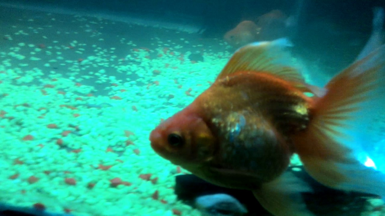Fish voice - YouTube
