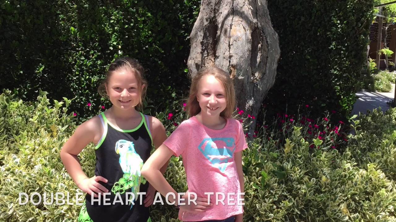 Circus Trees Gilroy Gardens - YouTube