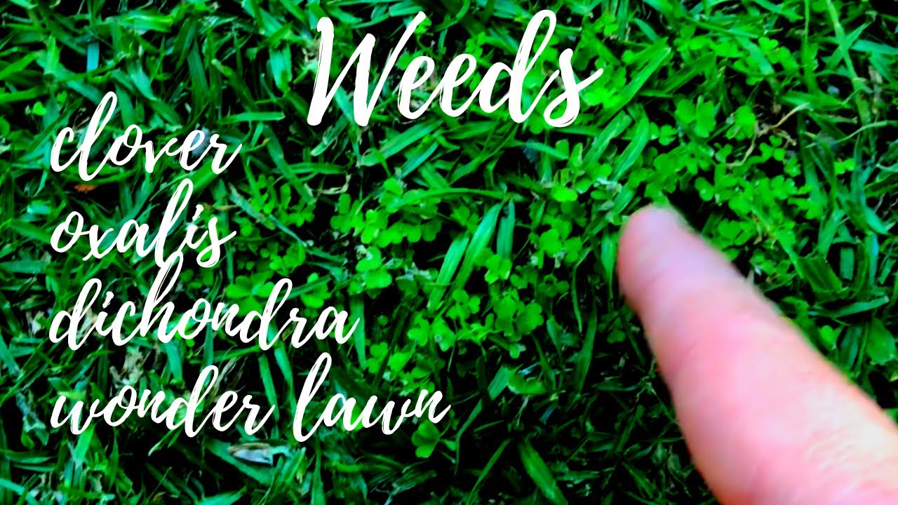 Getting rid of Weeds in my Kikuyu and Bermuda grass/ /clover/Oxalis ...