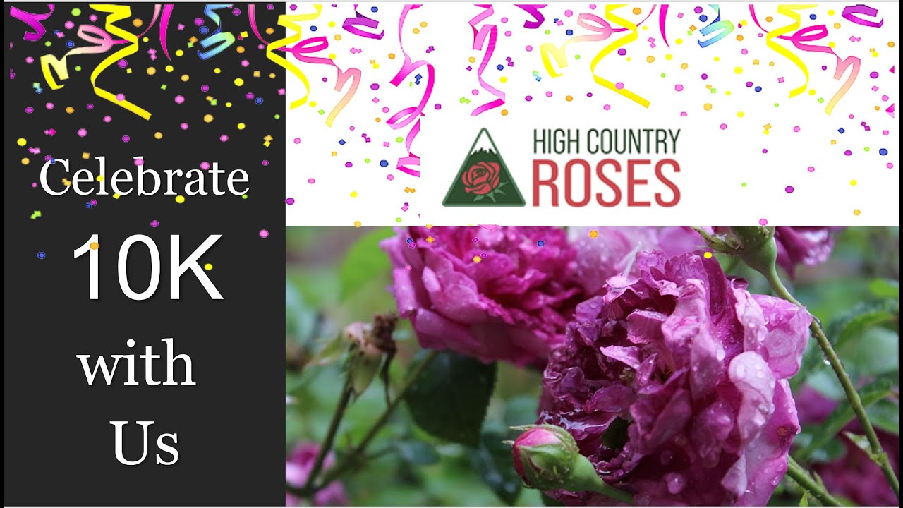 🌹 Celebrating 10K Subs! | High Country Roses Giveaway - YouTube