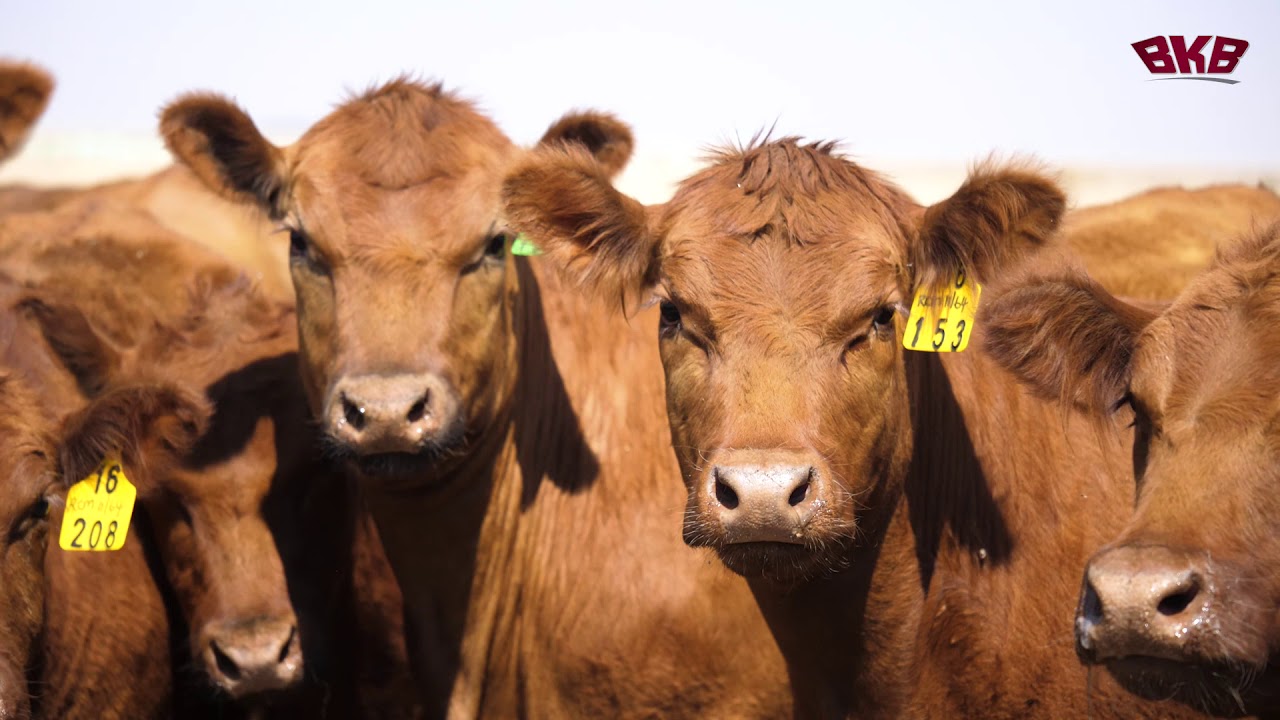 Kroon Angus Post Veiling - YouTube