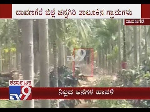 Elephants Destroys Plantations in Davangere, Forest Dept Efforts to ...