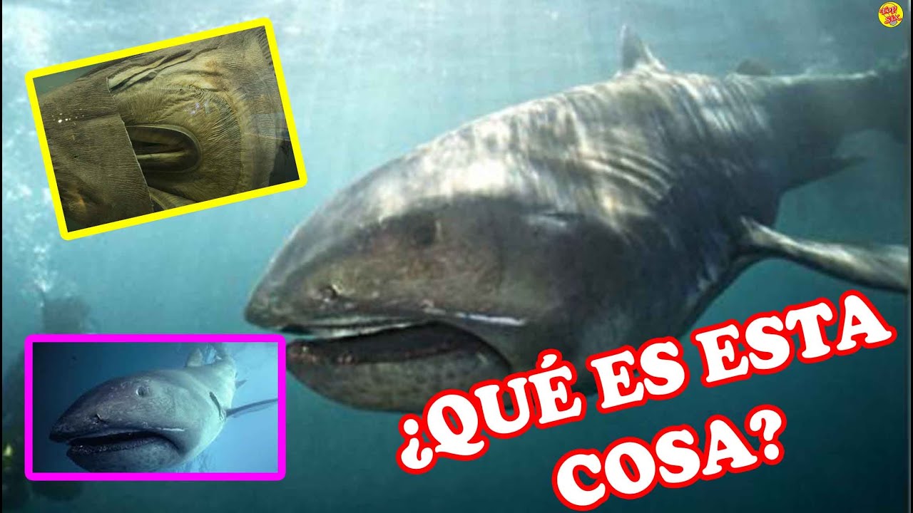 Los TIBURONES MÁS EXTRAÑOS JAMÁS ENCONTRADO - YouTube