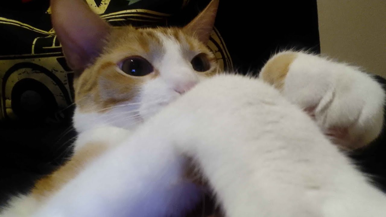 Katy Pery - Last Friday Night (Hood Trap Remix) Sped Up - YouTube