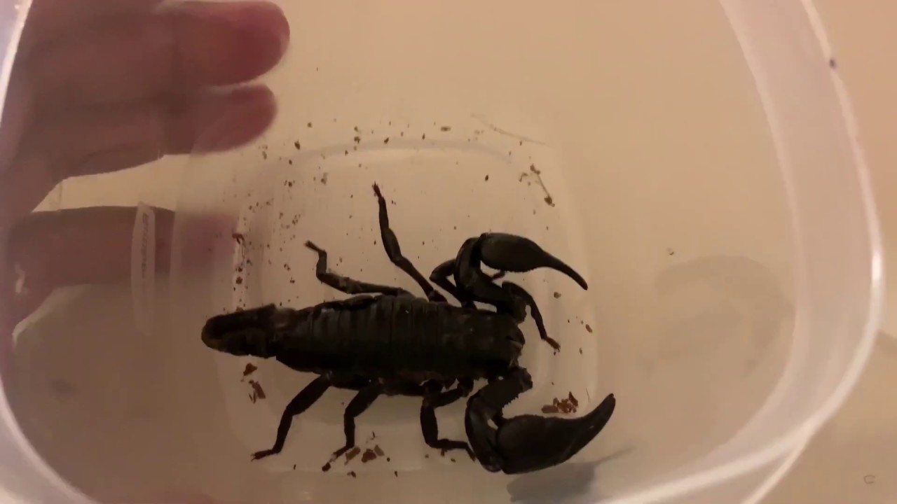 Asian Forest Scorpion Setup - YouTube