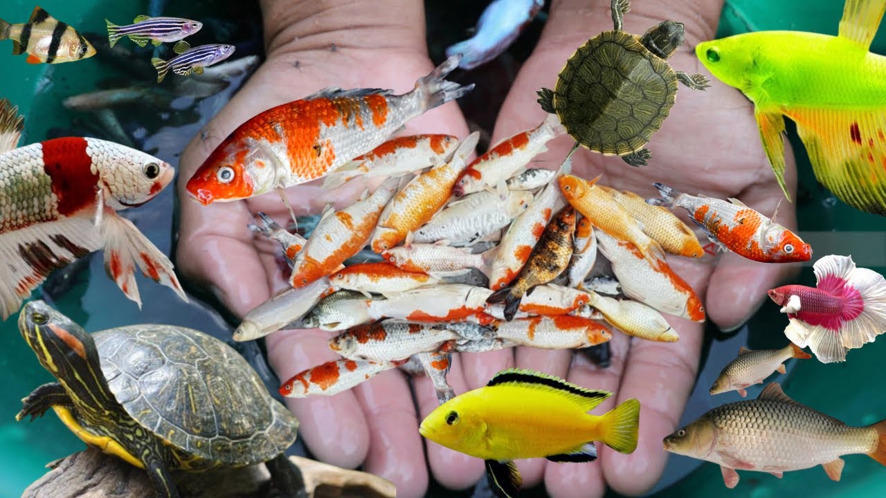 Catching koi fish, ornamental fish, zebra fish, lemon fish, in the ...