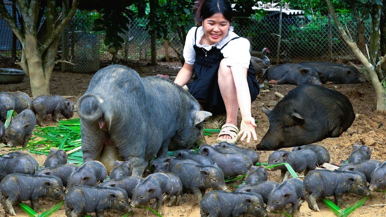 Welcome the piglets to the world - Build a new area for the pigs new ...