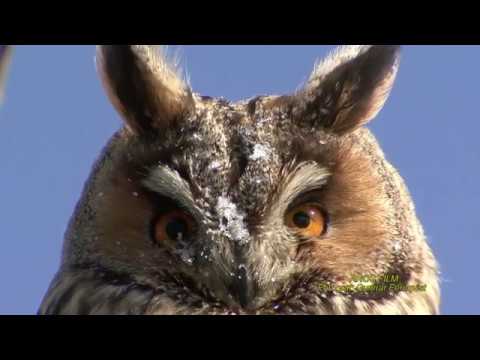 UGGLOR Owls Klipp - 2126 - YouTube