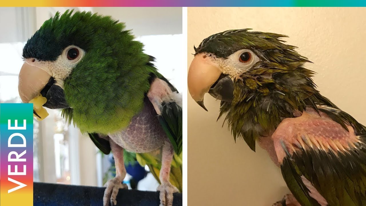 La historia de rehabilitación del loro que arrancó sus plumas - YouTube