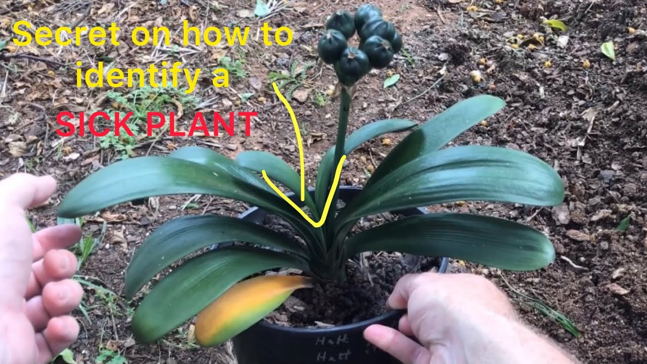 Secret on early identifying a sick plant!! - YouTube