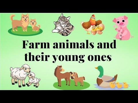 Lear Farm animals and their young ones Name in English - Let's Learn ...
