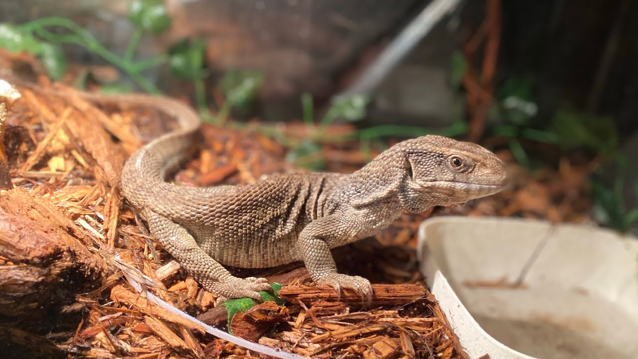 *Building* MY PET DINOSAUR A NEW ENCLOSURE!! - YouTube