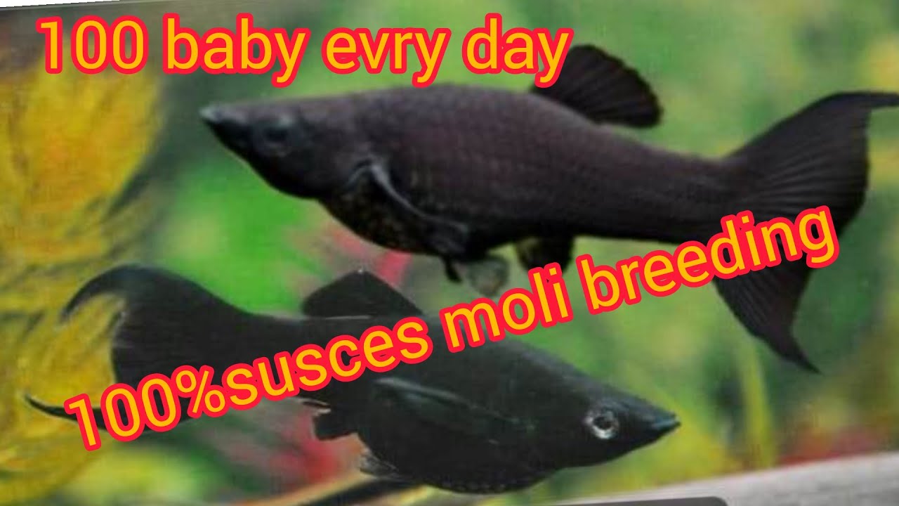 moli fish breeding 100%succse , daily collect baby, farming moli - YouTube