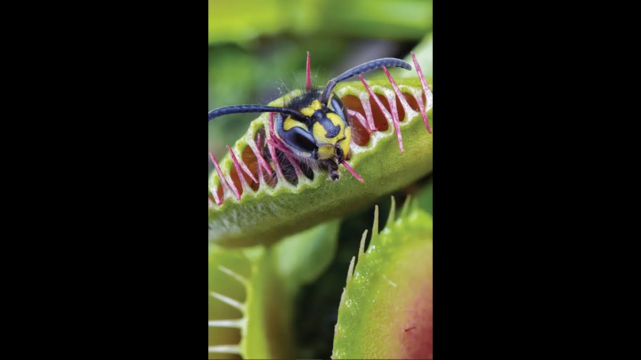 Venus Fly Trap | The Plant That Eats Animal #shorts - YouTube