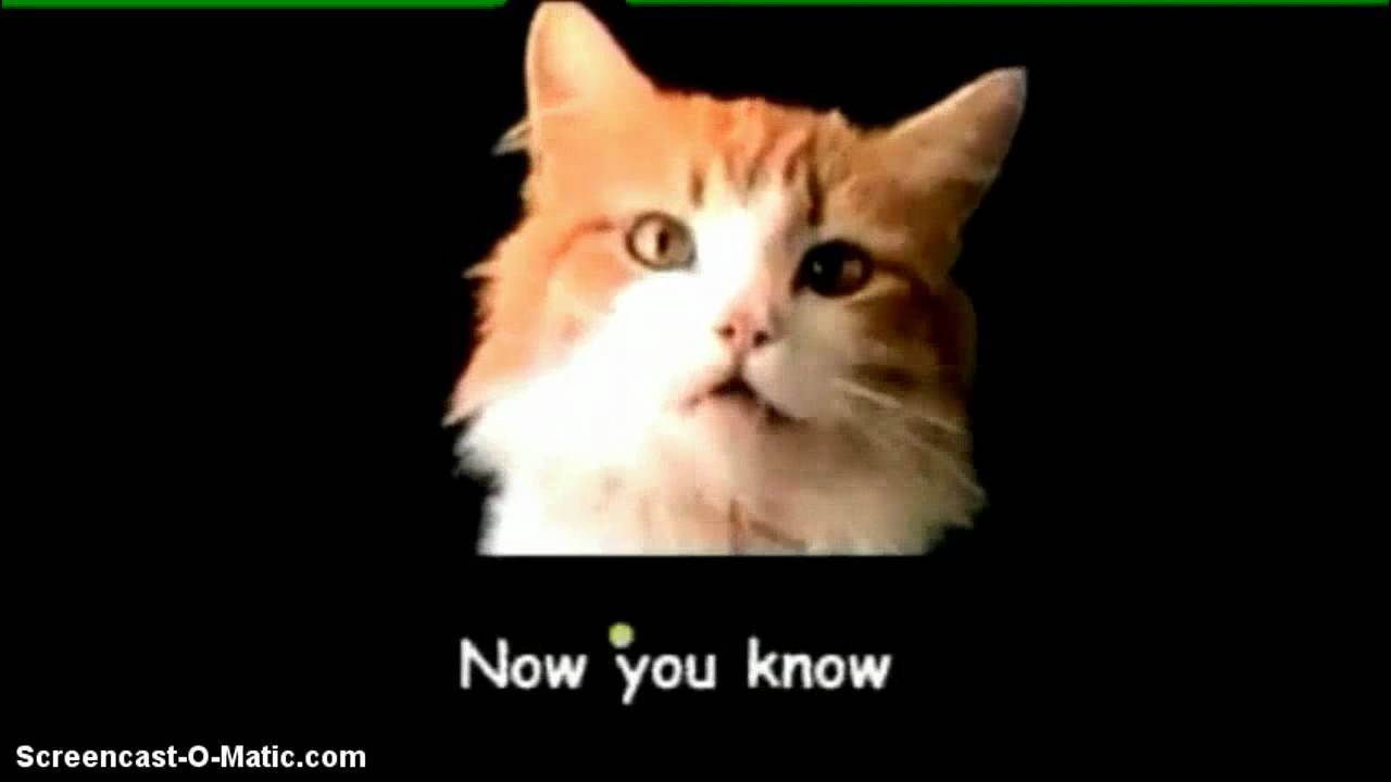 Meow Song ! - YouTube