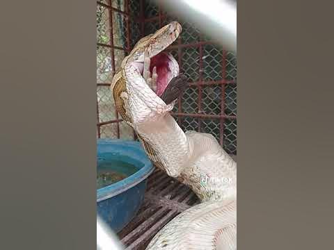 Python Vore - Snake Swallows Bird - YouTube
