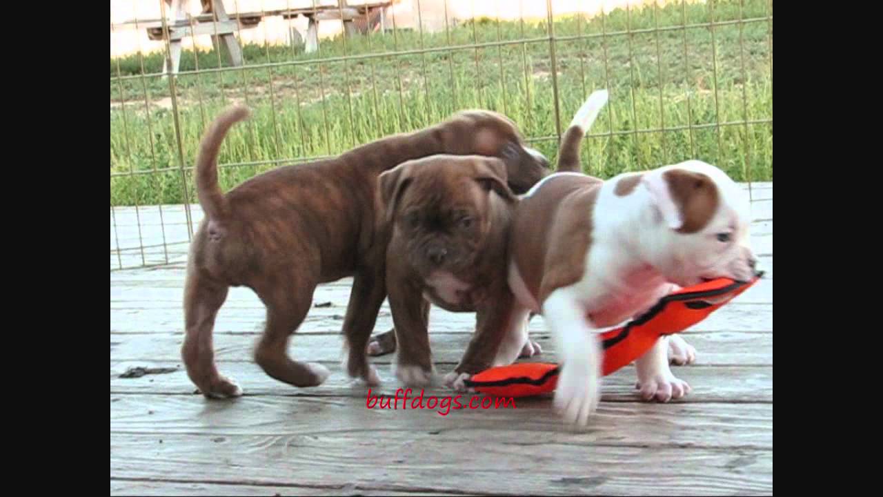 American bulldog pups Rocko Asnath buffdogs.wmv - YouTube