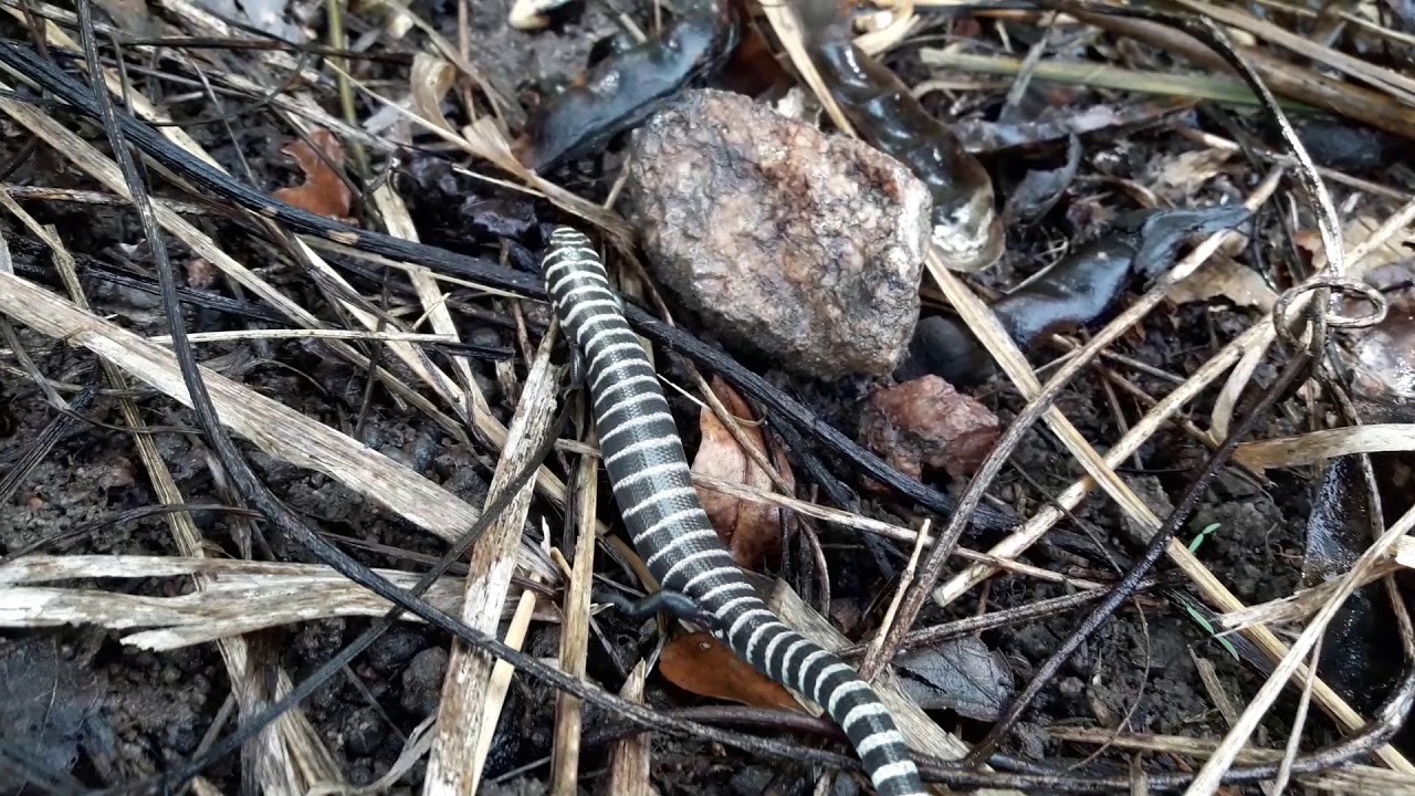 Lagarto-cobra ( diploglossus-lessonae) - YouTube