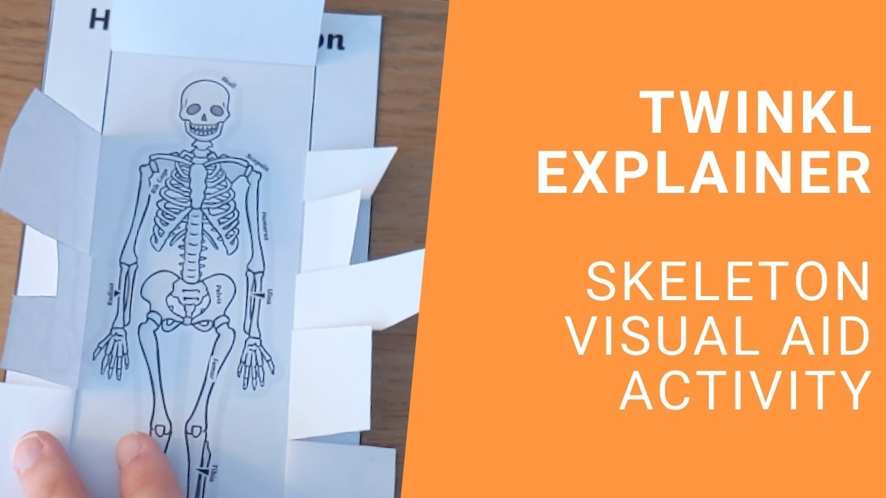 KS2 Science | Human Skeleton Visual Aid - YouTube