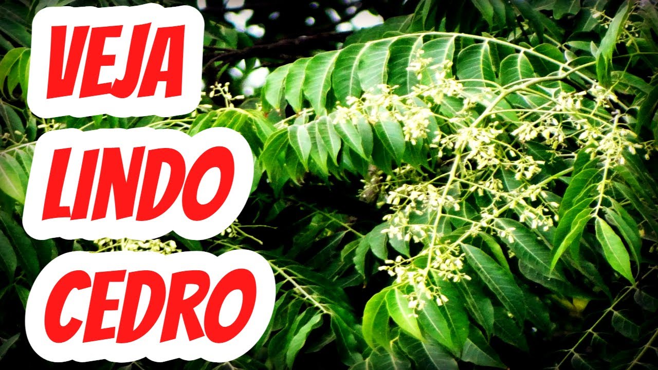 Cedro-rosa Linda Árvore que produz madeira de excelente qualidade. Nome ...