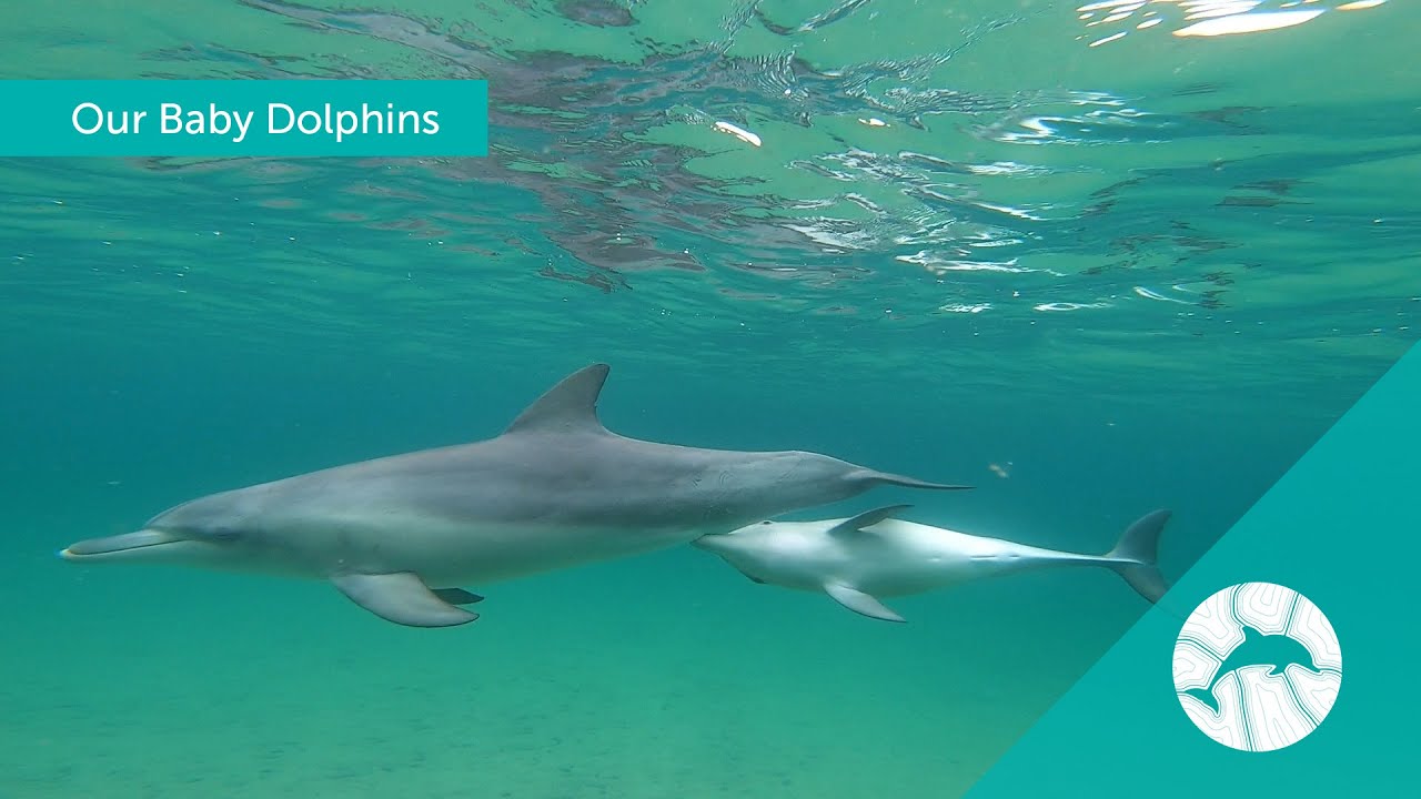 Cute Baby Dolphins Swimming