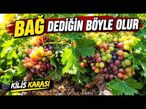 BAĞ DEDİĞİN BÖYLE OLUR... SON İLAÇLAMA ve SON DURUM...