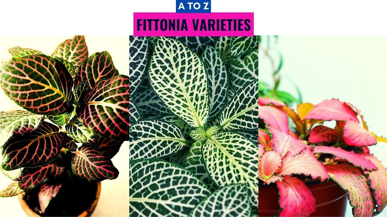 Fittonia Varieties A to Z - YouTube