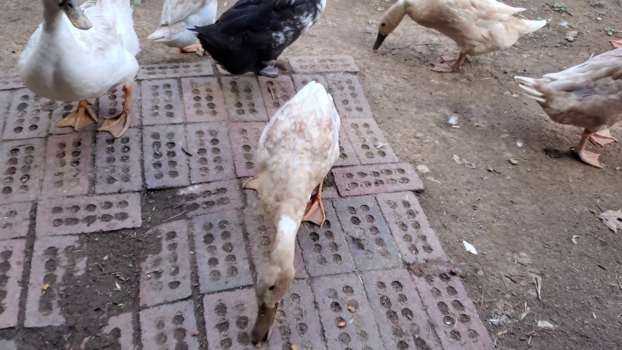 Imposter Duck! - YouTube