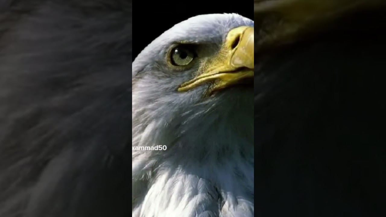 Boʻri shoqol emas. Boʻri yolgʻiz ham emas. #boʻri #borilar #shoqol # ...