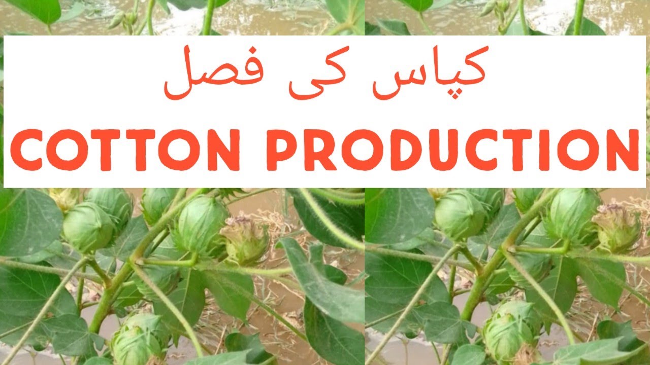 cotton Field|| cotton production in Punjab Pakistan|| south Punjab ...