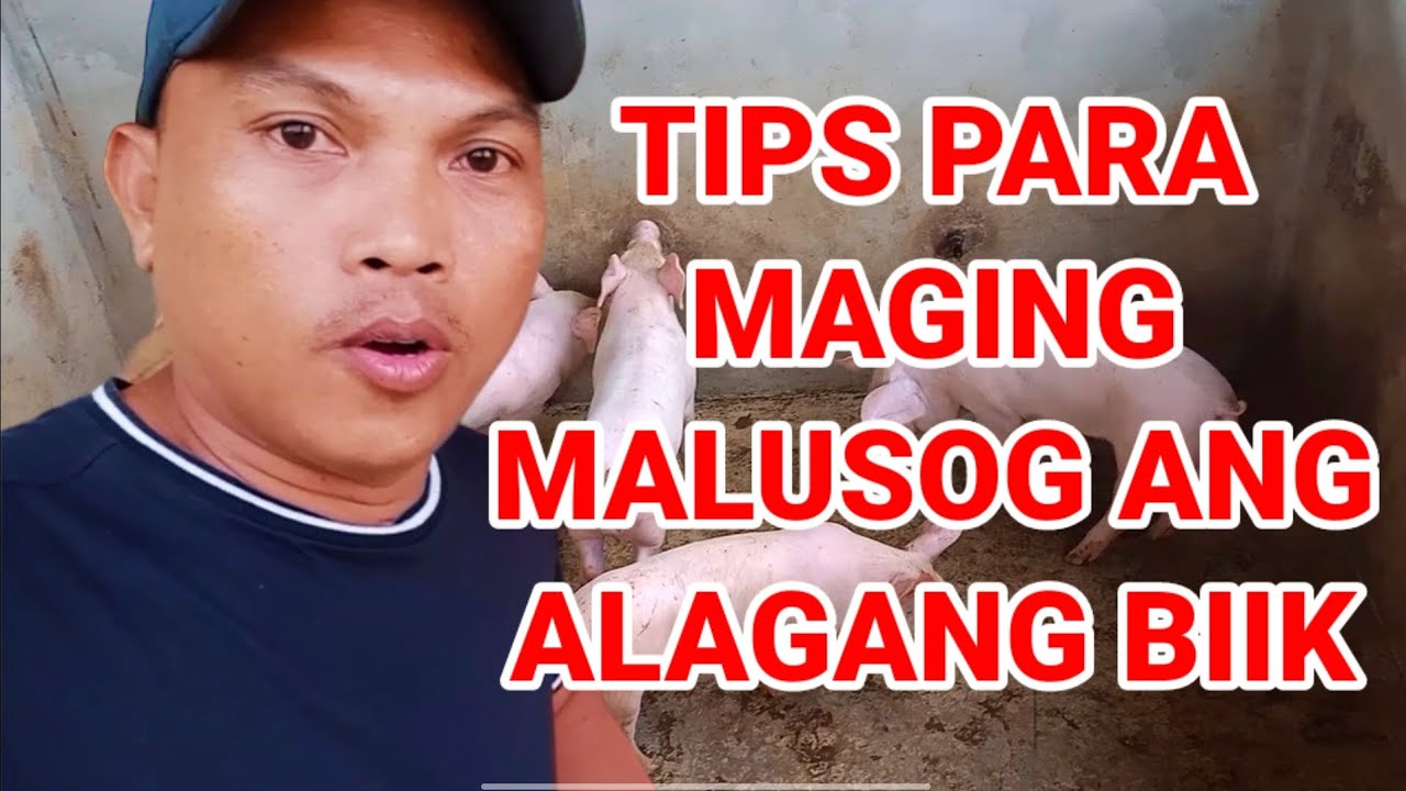 TIPS PARA MAGING MALUSOG ANG ALAGANG BIIK - YouTube