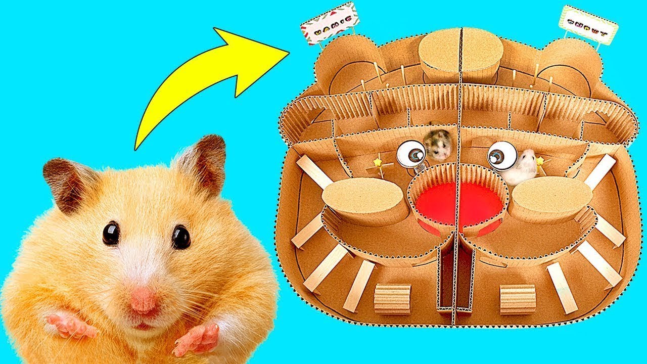 Copito o Hamie? Quién ganará la gran carrera de Hamsters? - YouTube