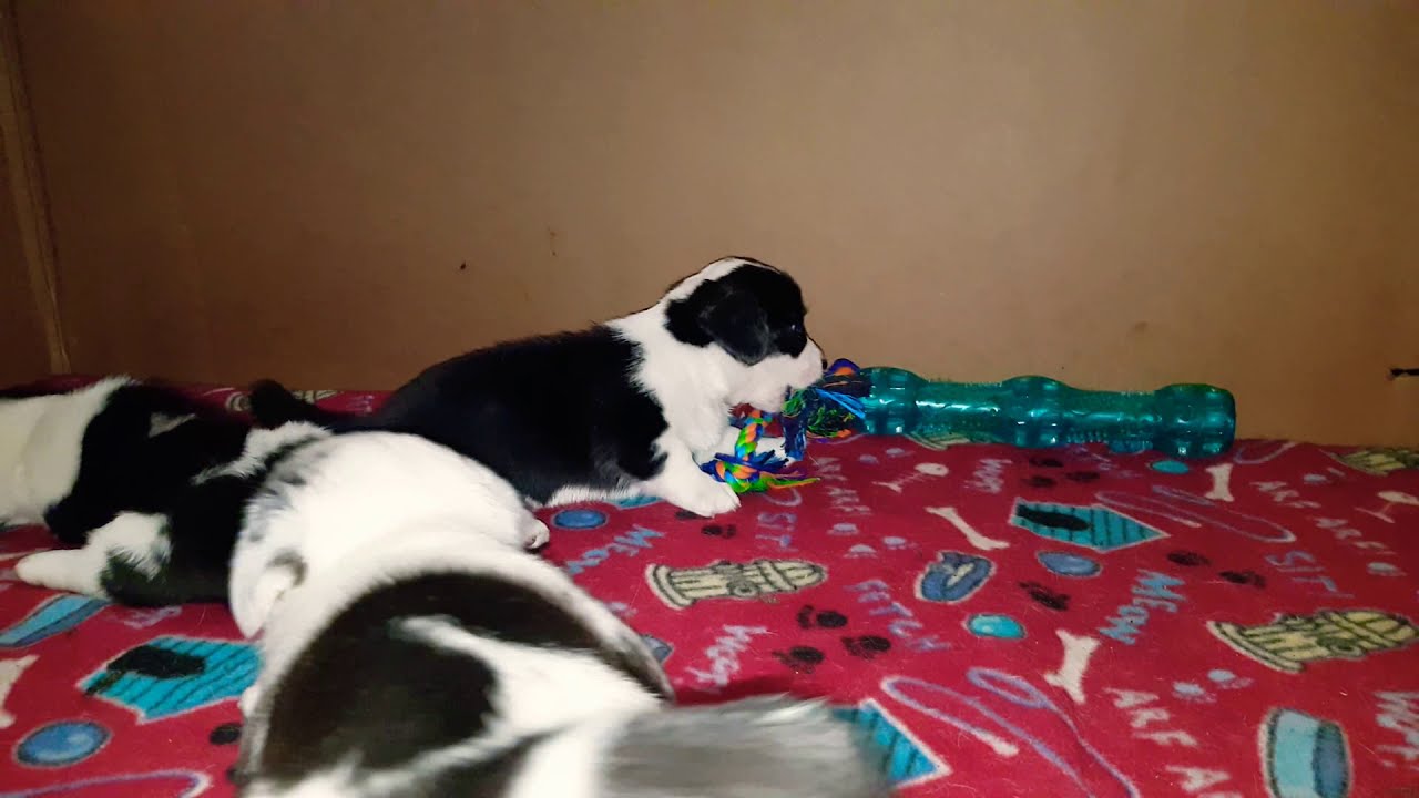 Corgi puppies playing - YouTube