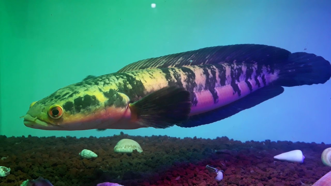 ikan cana ys ajib banget, akan naik kelas tahun 2021🤲 - YouTube