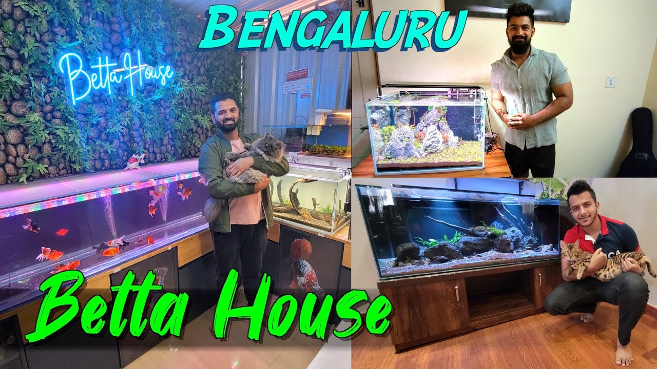 Fish Stock in Betta House & Aquarium Hobbyist Home Visit in Bengaluru ...