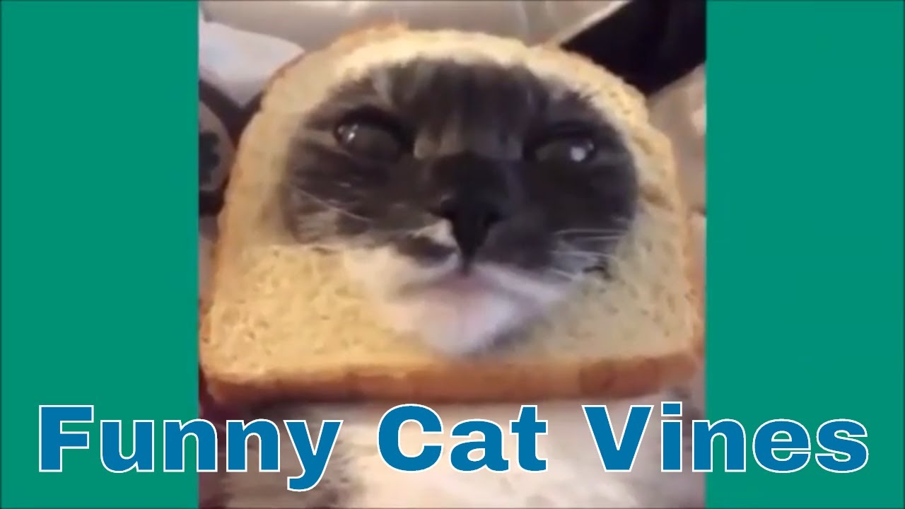 Funny Cat Vines (Compilation) - YouTube