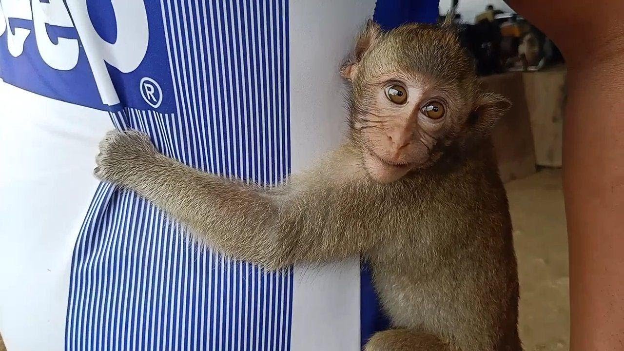 Little monkey love his dad. - YouTube