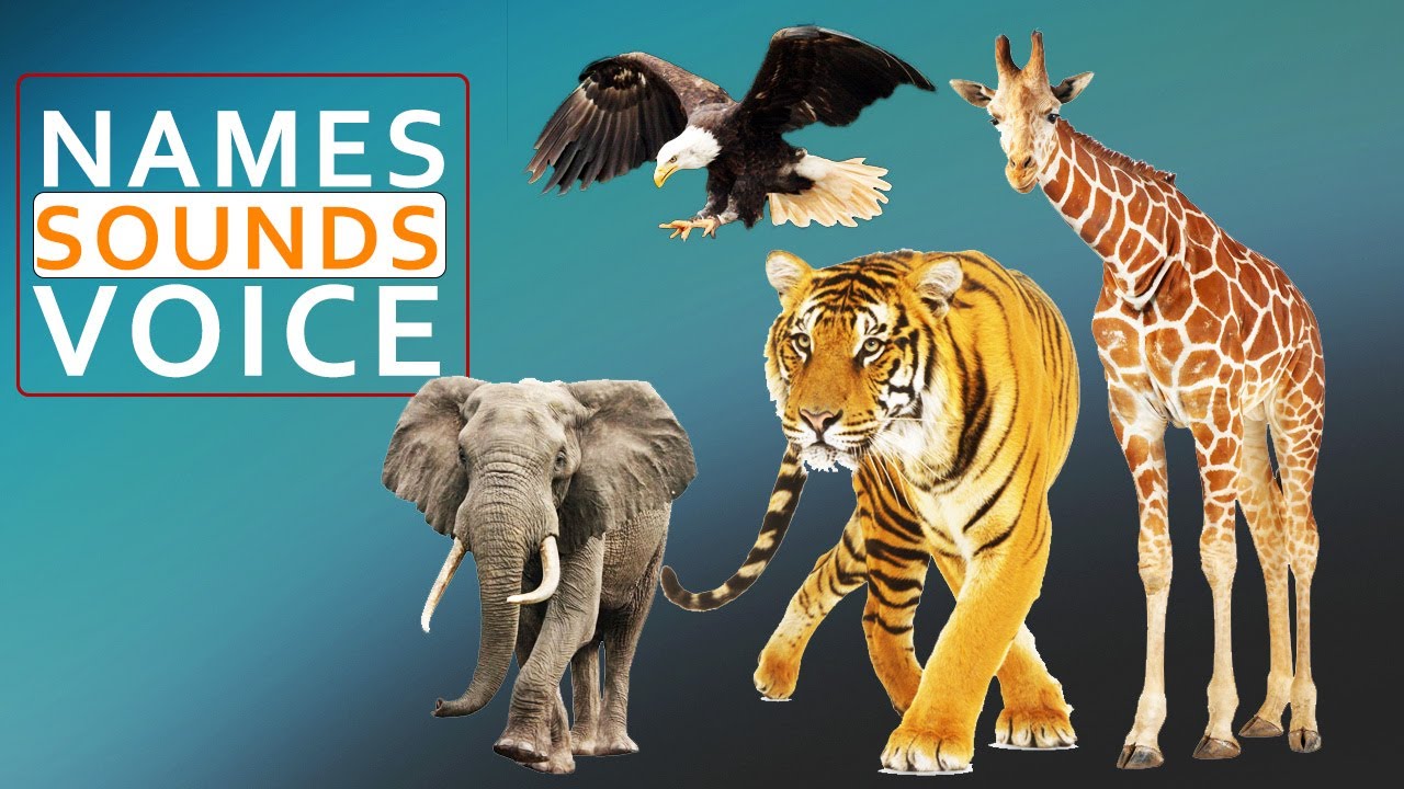 Animal Names And Sounds Jungle Animals Sounds harisword animal-names-and-sounds-jungle-animals-sounds-harisword