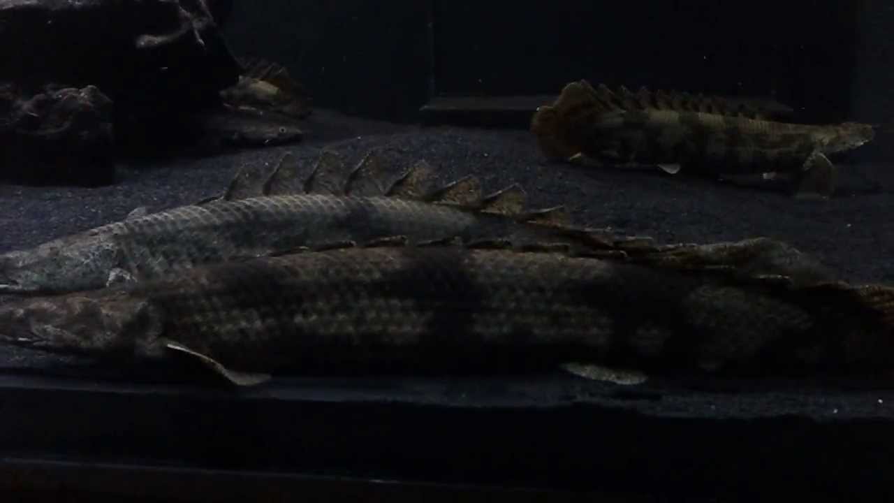 Polypterus Endlicheri - Breeding - YouTube