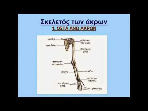 ΣΚΕΛΕΤΟΣ - YouTube