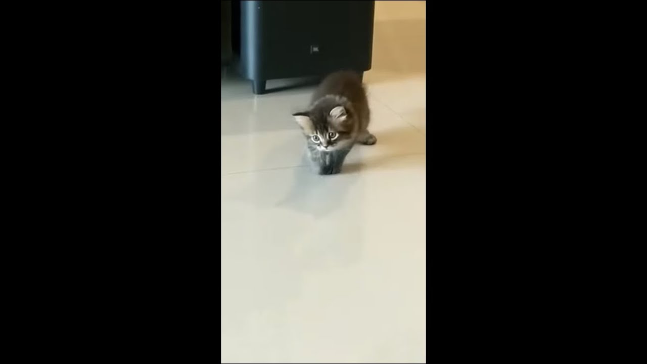 Cat Sneaking Up to Owner Like a Predator First Day at Home - YouTube