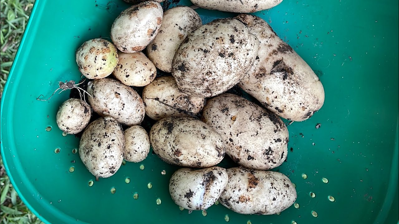 Make a cucumber cave with me and should the potatoes be ready? Summer ...