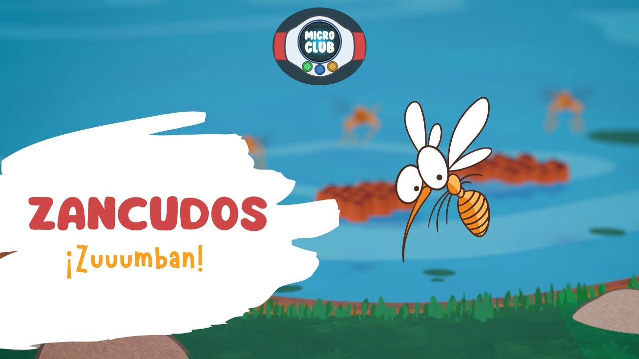 #MICROCLUB T1 - ZANCUDOS #insectos #zancudo #ciencia - YouTube