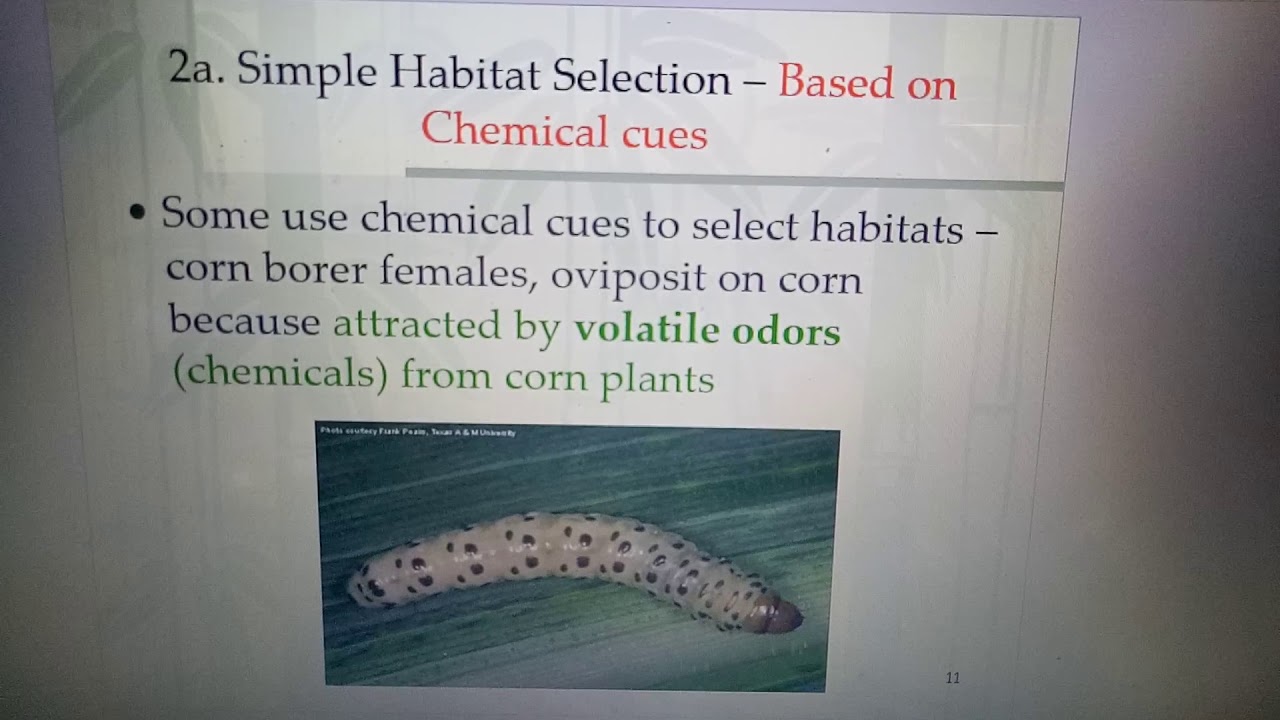 BIO464 CHAPTER 4 HABITAT SELECTION SLIDE 1 TO 21 - YouTube