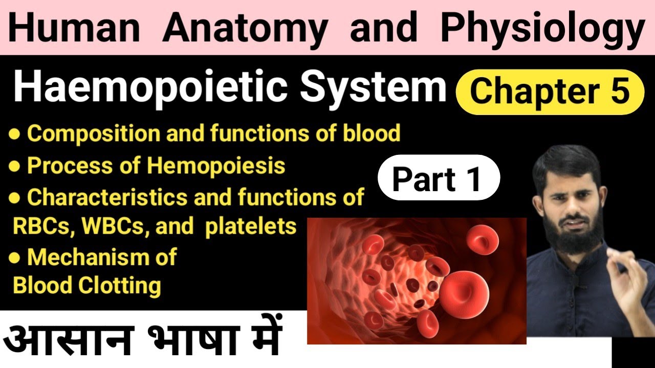 Haemopoietic system || HAP chapter 5 || Process of Hemopoiesis ...