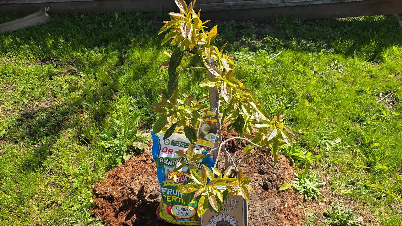 831AVO is live! FEEDING A GEM AVOCADO TREE IN FREEDOM, CALIFORNIA 🌿🥑 ...